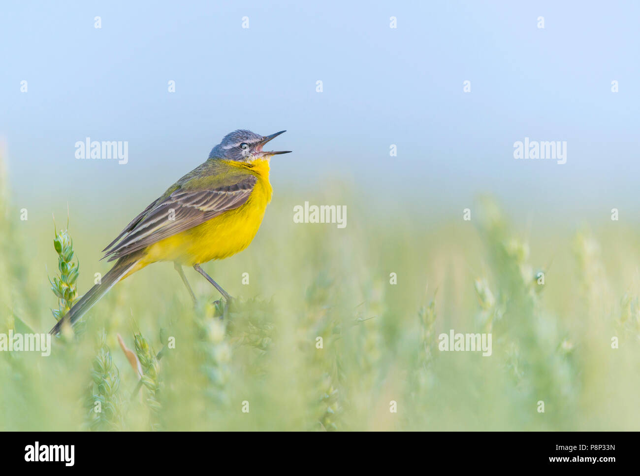 Blue-headed Wagtail in a wheatfield Stock Photo - Alamy