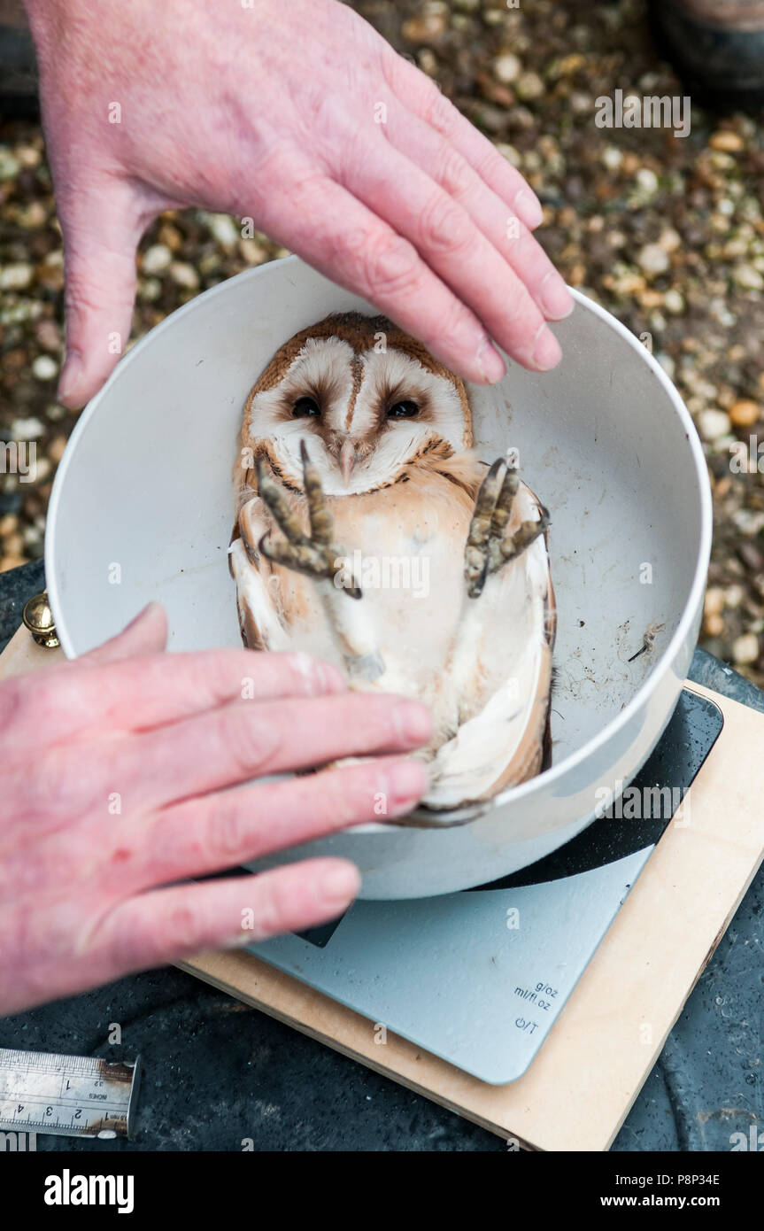 Barn owl is weighed and ringed for research Stock Photo - Alamy