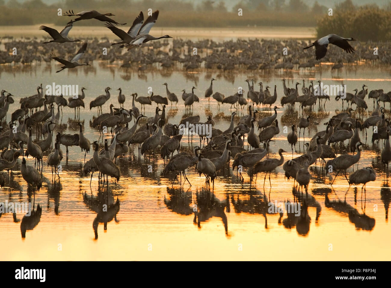 Common Cranes on roost site early morning in Hula Valley Stock Photo ...