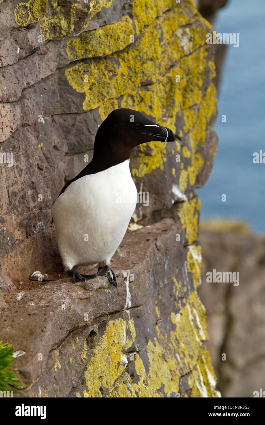 Auk bird hi-res stock photography and images - Alamy