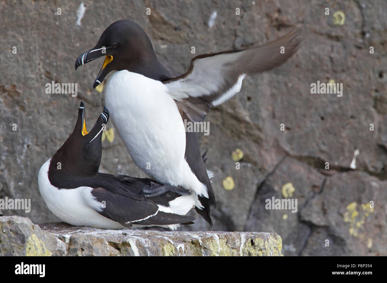 Razorbills mating hi-res stock photography and images - Alamy