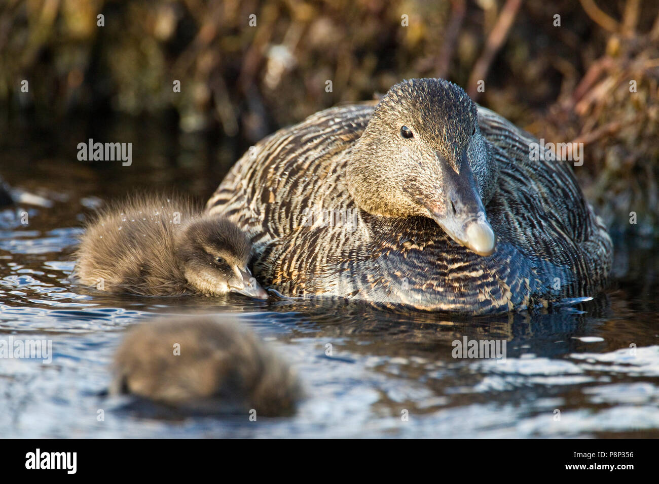Female Common Eider with chick on rocky coast Stock Photo - Alamy