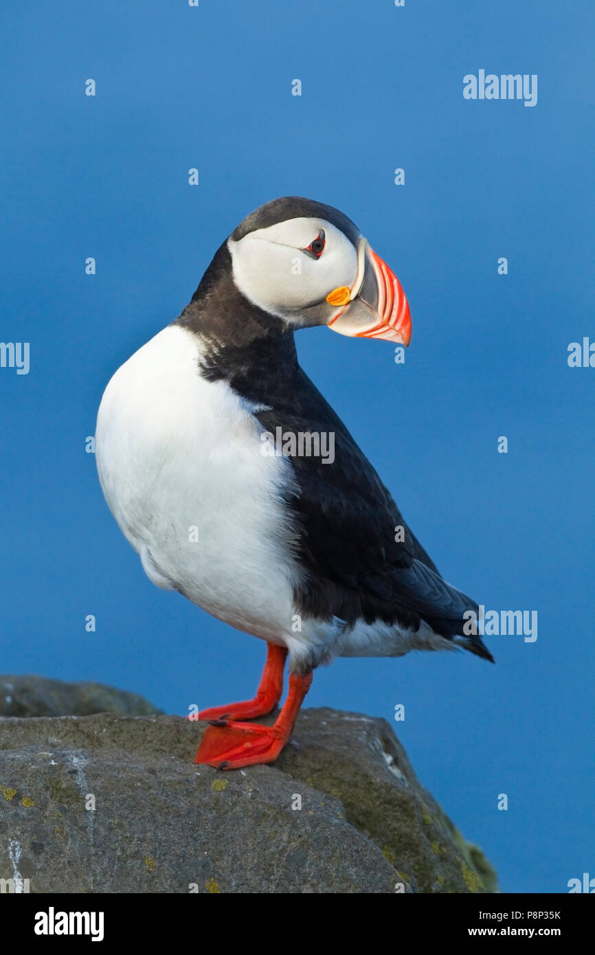 portrait Atlantic Puffin Stock Photo - Alamy