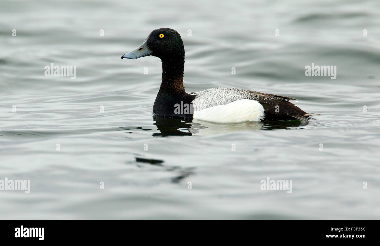 Greater scaup marila hi-res stock photography and images - Alamy