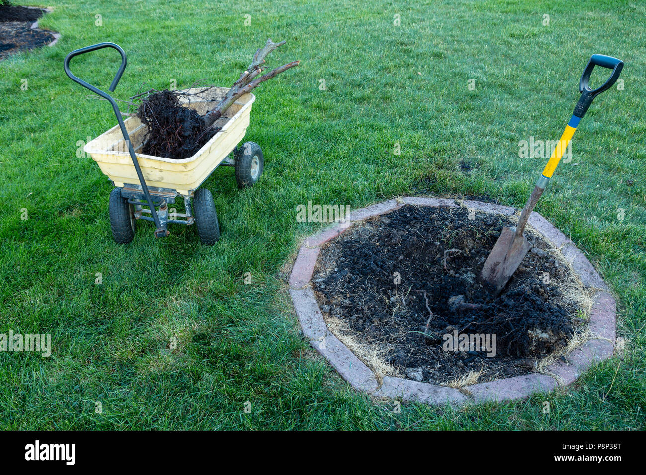 Digging out a small dead tree for removal from a circular ring shaped ...
