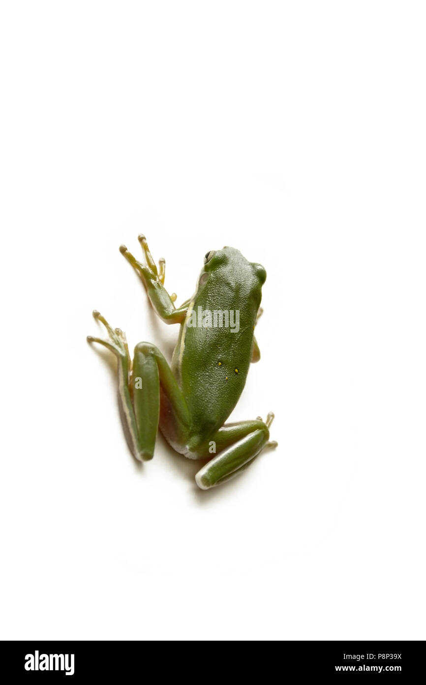 Green tree frog (Hyla cinerea) isolated on a white background Stock ...