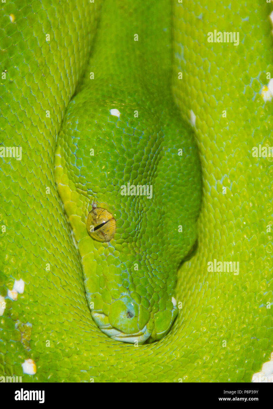 Python strike hi-res stock photography and images - Alamy