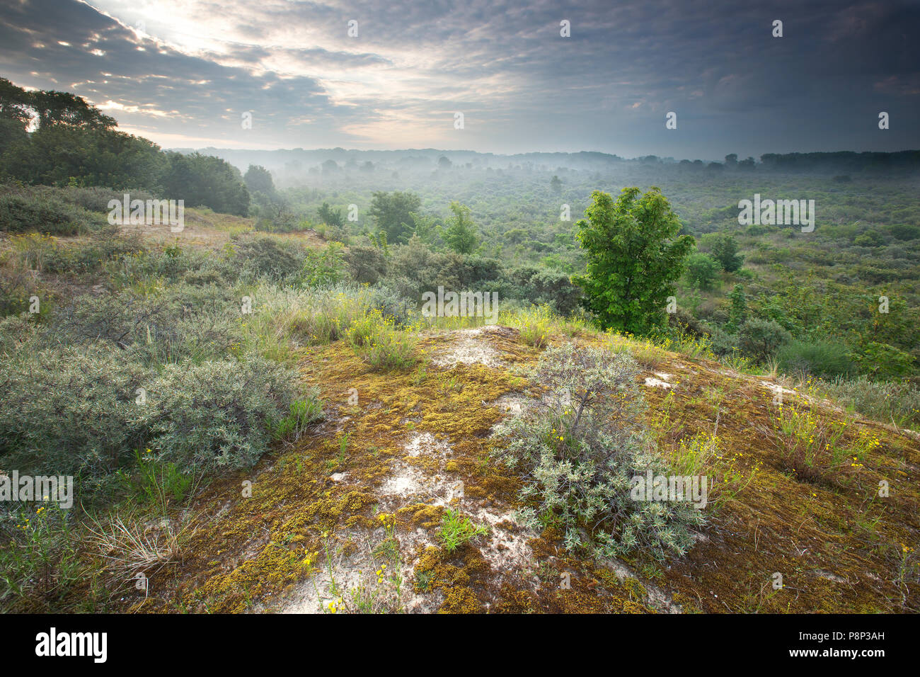 The Westhoek nature reserve Stock Photo - Alamy
