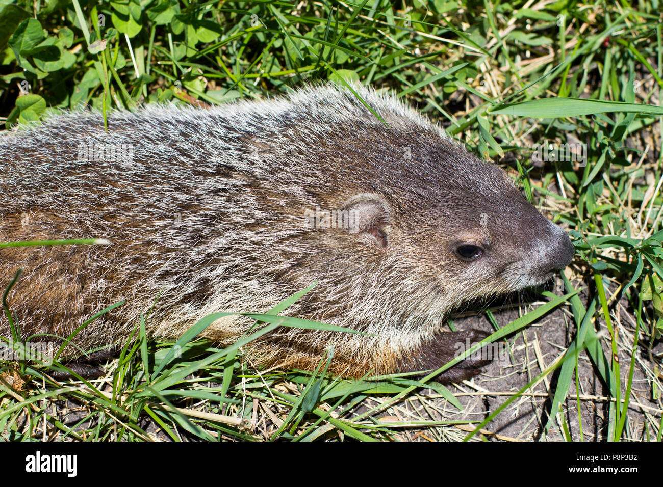 Groundhog in the grass from above view Stock Photo - Alamy