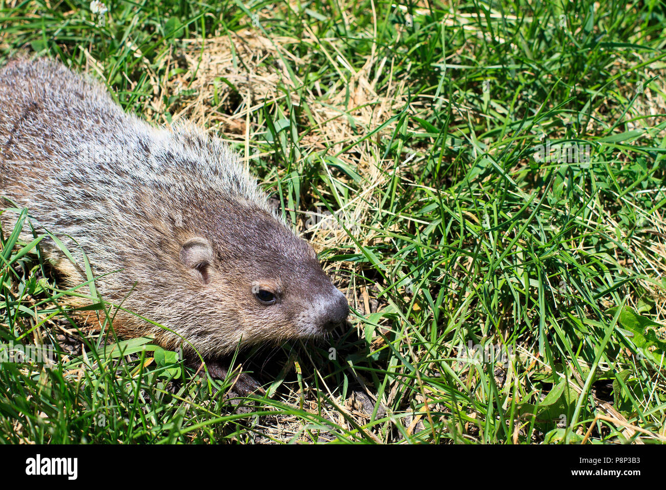 Cute groundhog hi-res stock photography and images - Alamy