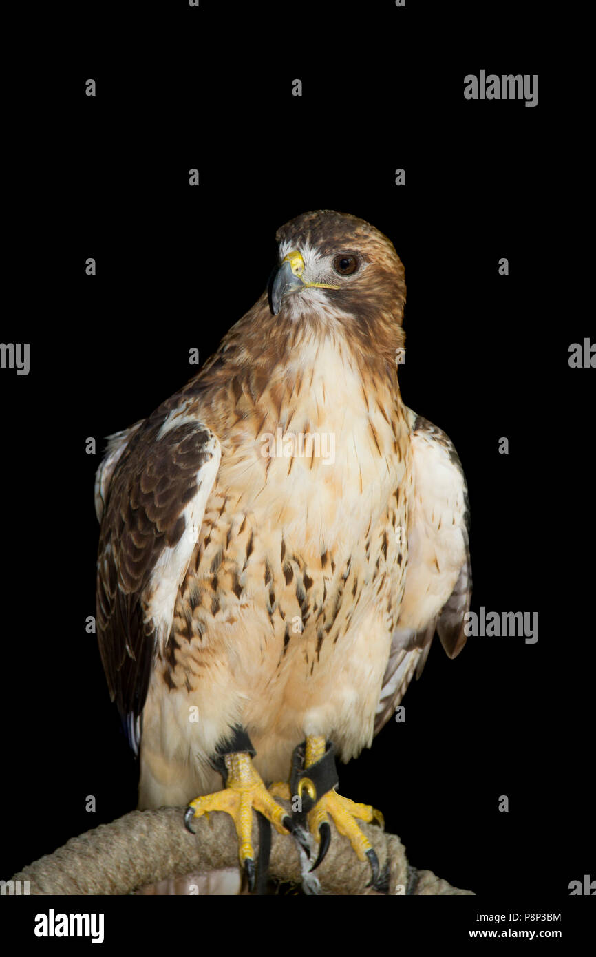 Red tailed black hawk hi-res stock photography and images - Alamy