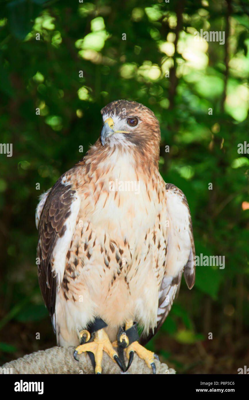Red tailed hawk standing on hi-res stock photography and images - Alamy