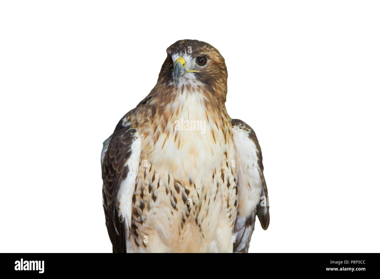 Hawk isolated on white background Stock Photo - Alamy