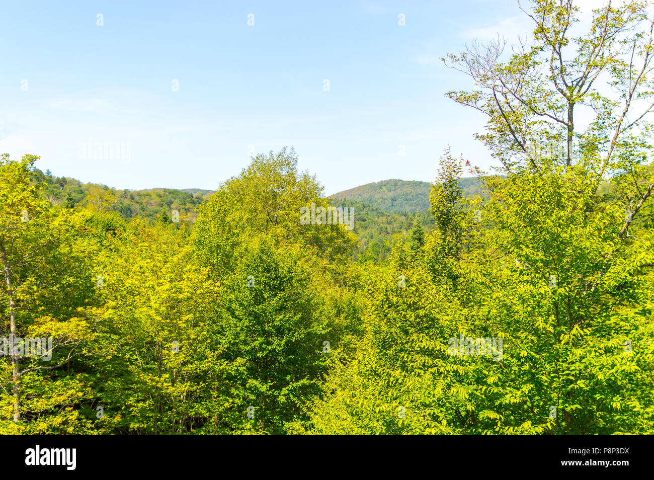 Scenic view of the green forest in Quebec, Canada Stock Photo - Alamy