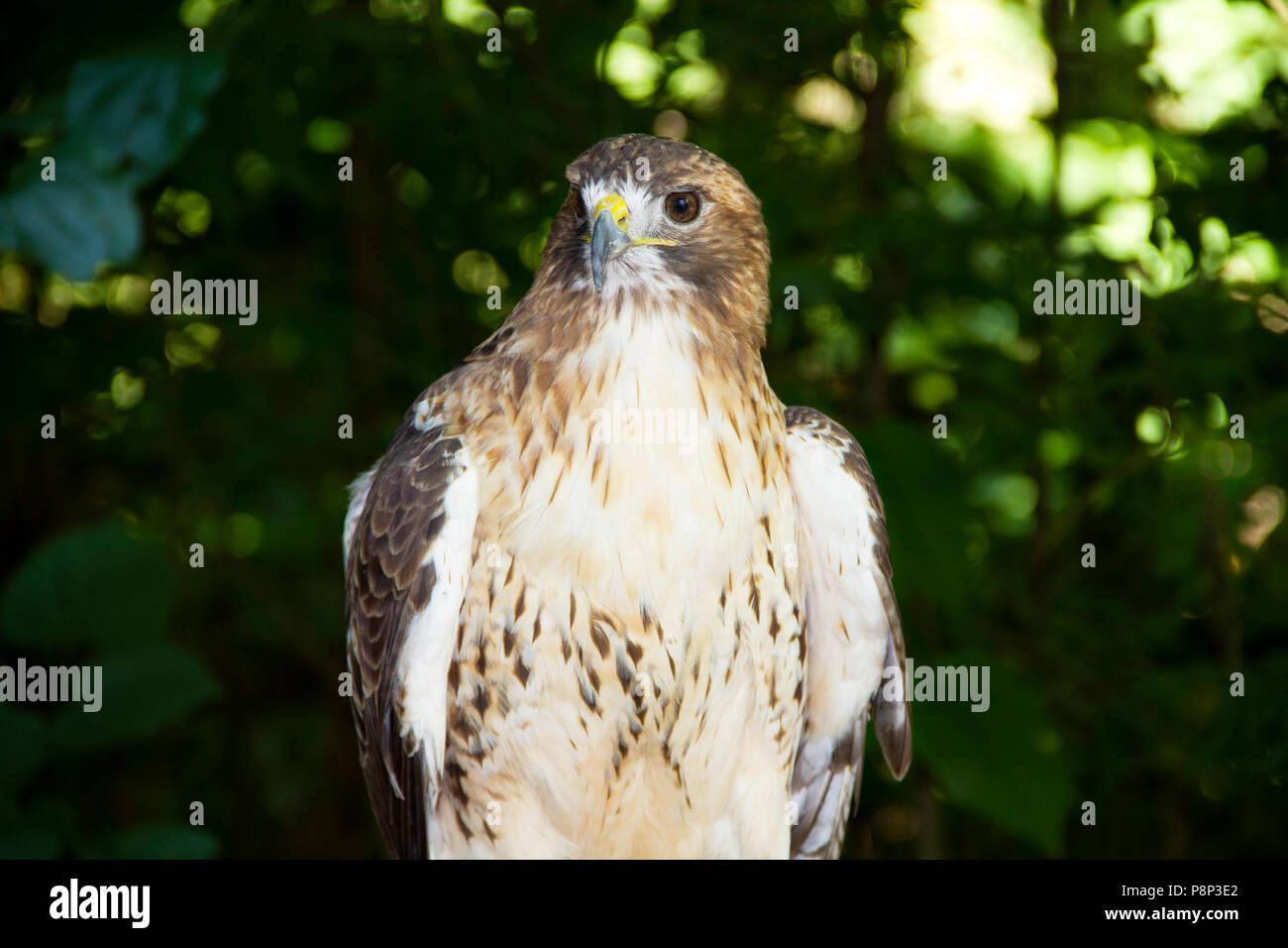 Hawk resting in the forest with trees in the background Stock Photo - Alamy