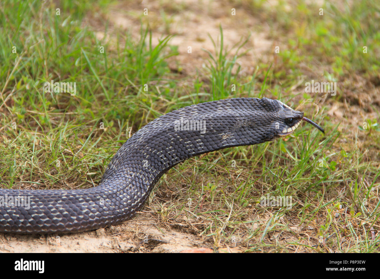 Hognose snake (Heterodon platyrhinos) in the grass, displaying angry ...