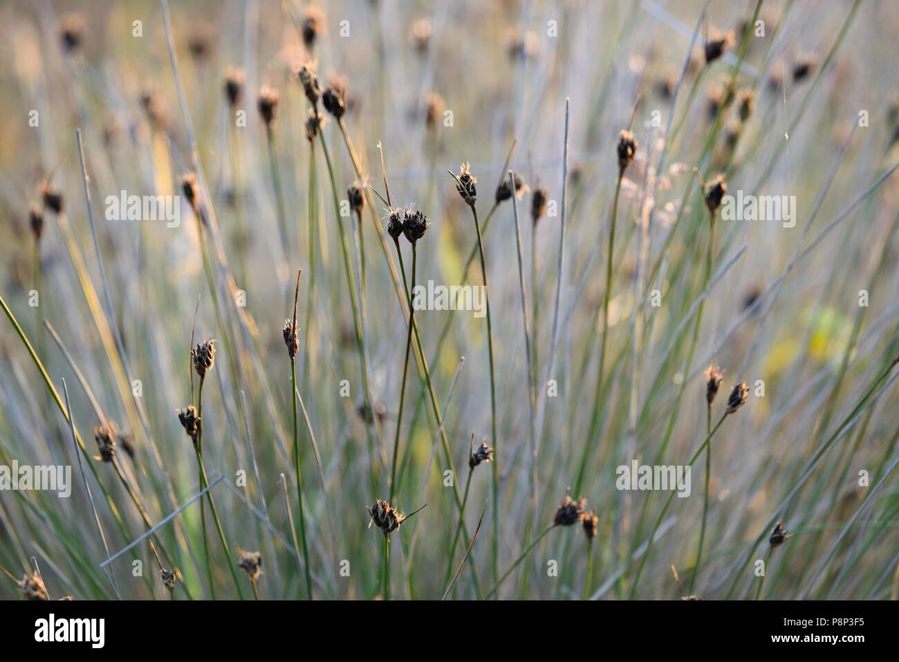 Black bog rush hi-res stock photography and images - Alamy