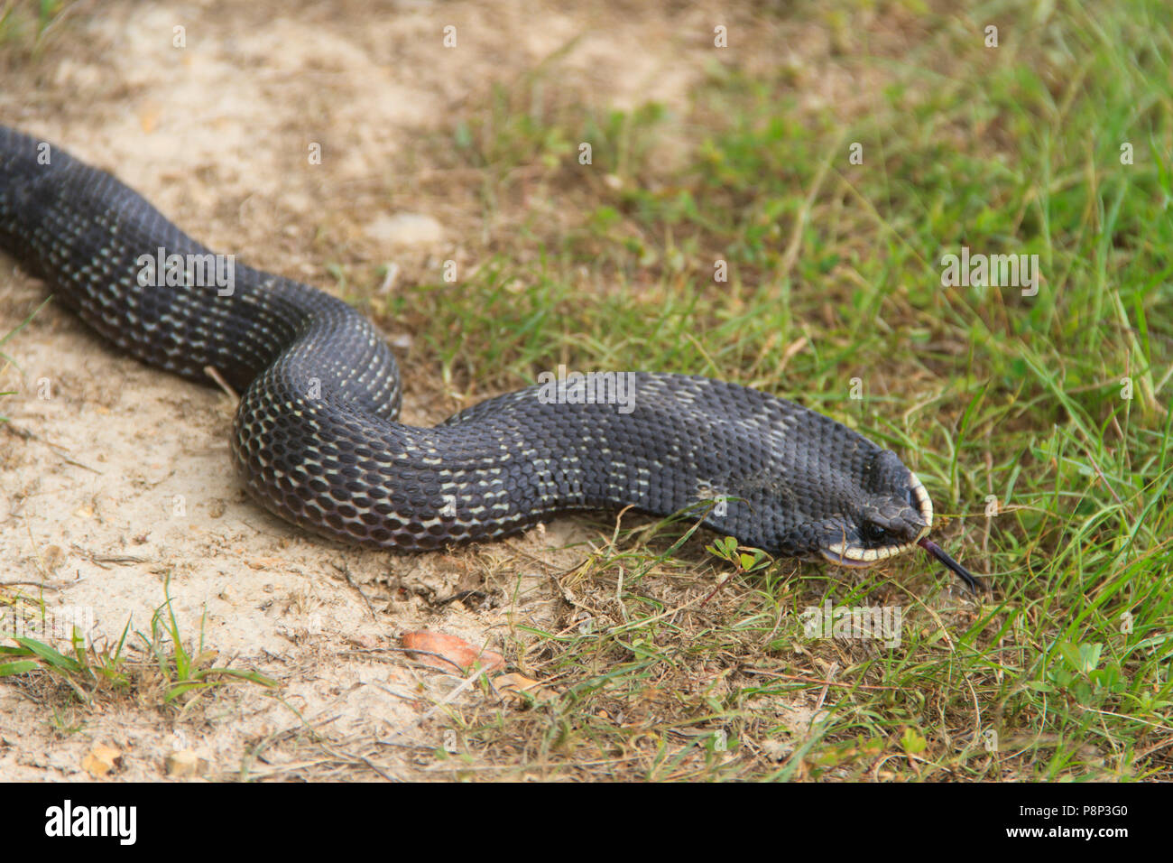 Angry hognose snake, warning with a threat display Stock Photo - Alamy