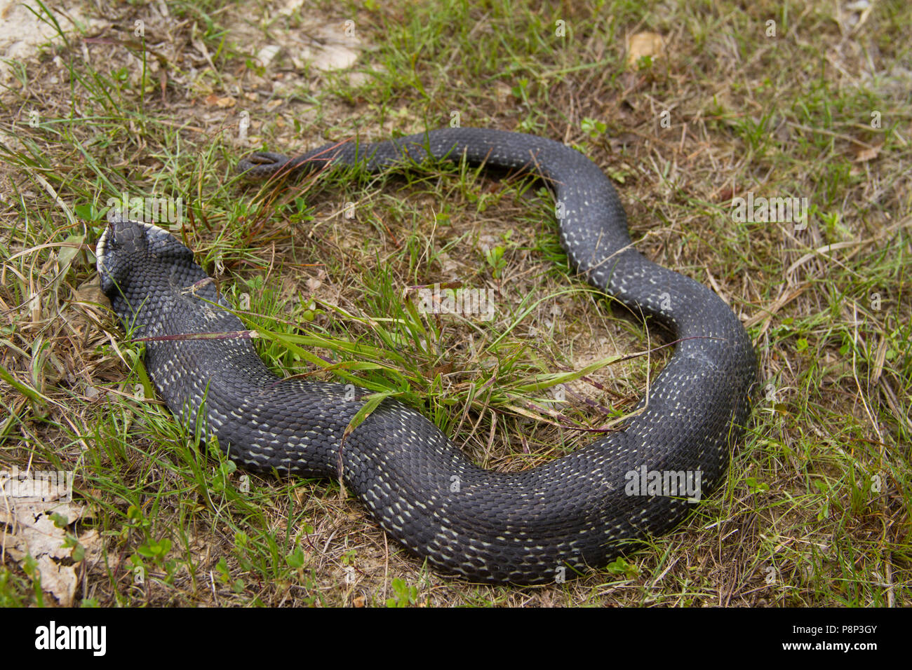 Snake slithering hi-res stock photography and images - Alamy