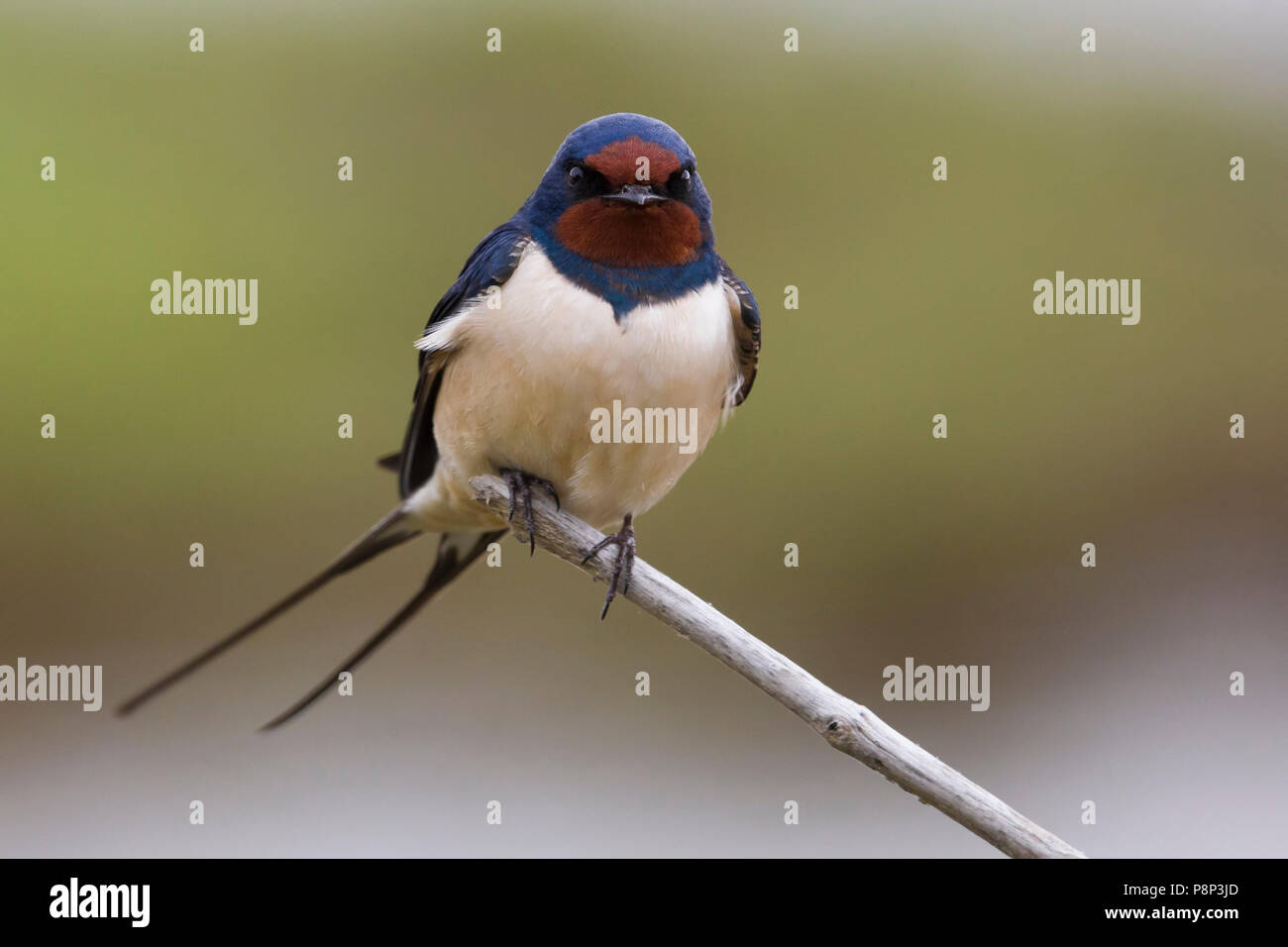 Barn Swallow; Hirundo rustica Stock Photo - Alamy