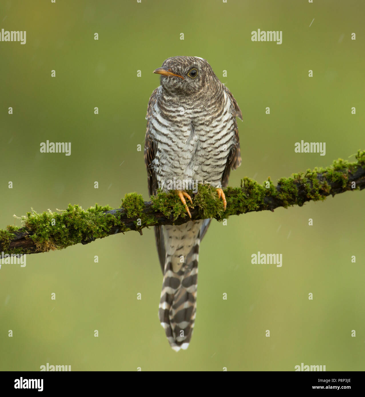 Young cuckoo hi-res stock photography and images - Alamy