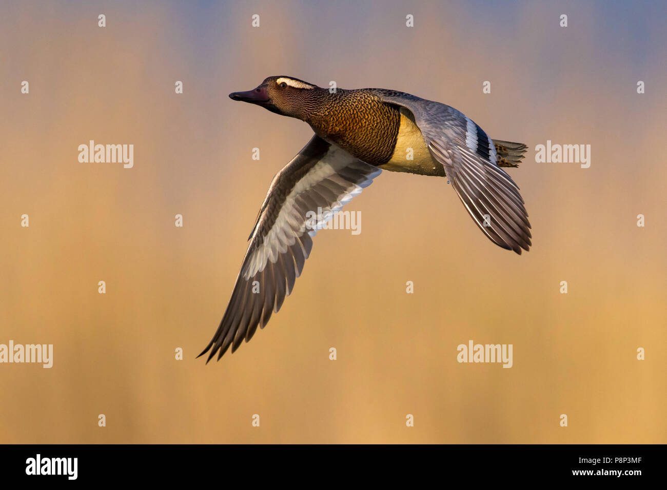 Flying male Garganey; Anas querquedula Stock Photo - Alamy