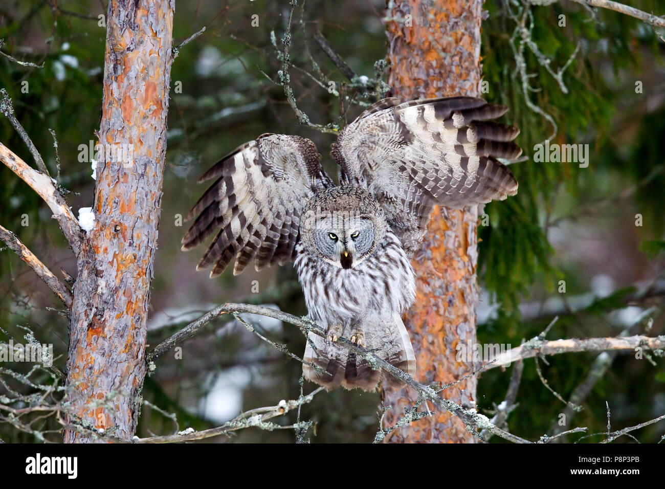 Great Gray Owl flying up from tree in winter landscape Stock Photo - Alamy