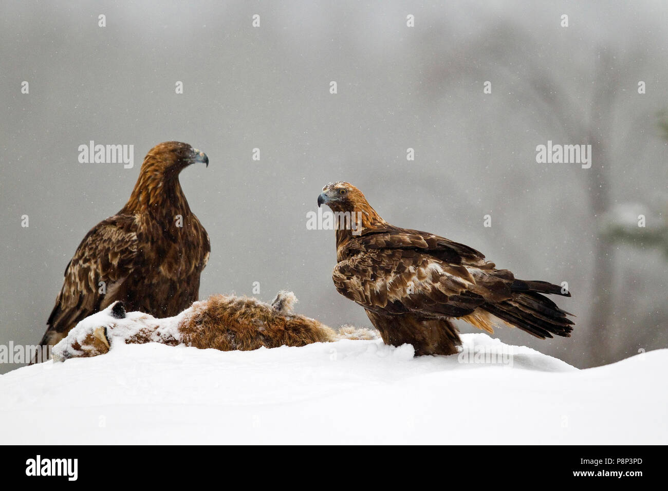 Golden eagles hi-res stock photography and images - Alamy