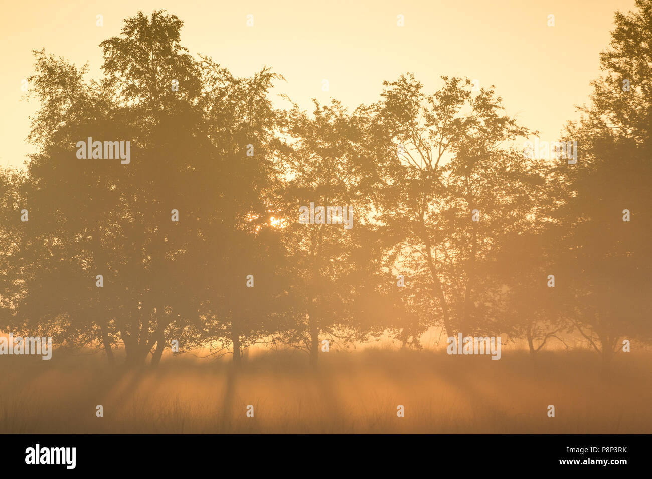 Beams of light through trees hi-res stock photography and images - Alamy