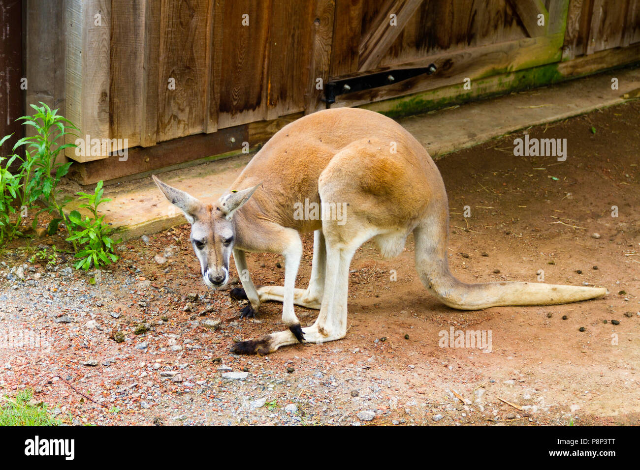 Red Kangaroo at the zoo Stock Photo - Alamy