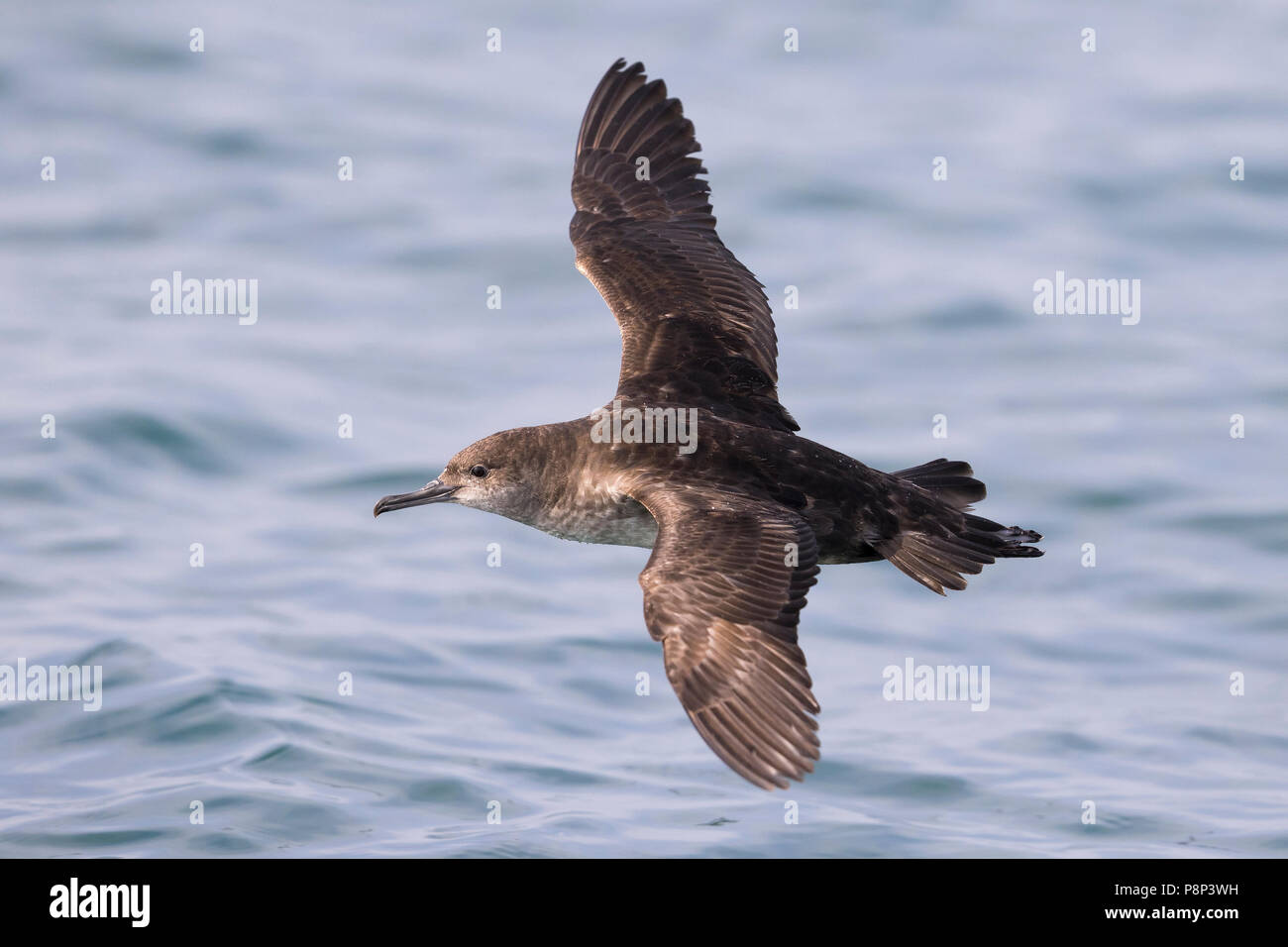 Balearic Shearwater; Puffinus mauretanicus Stock Photo - Alamy