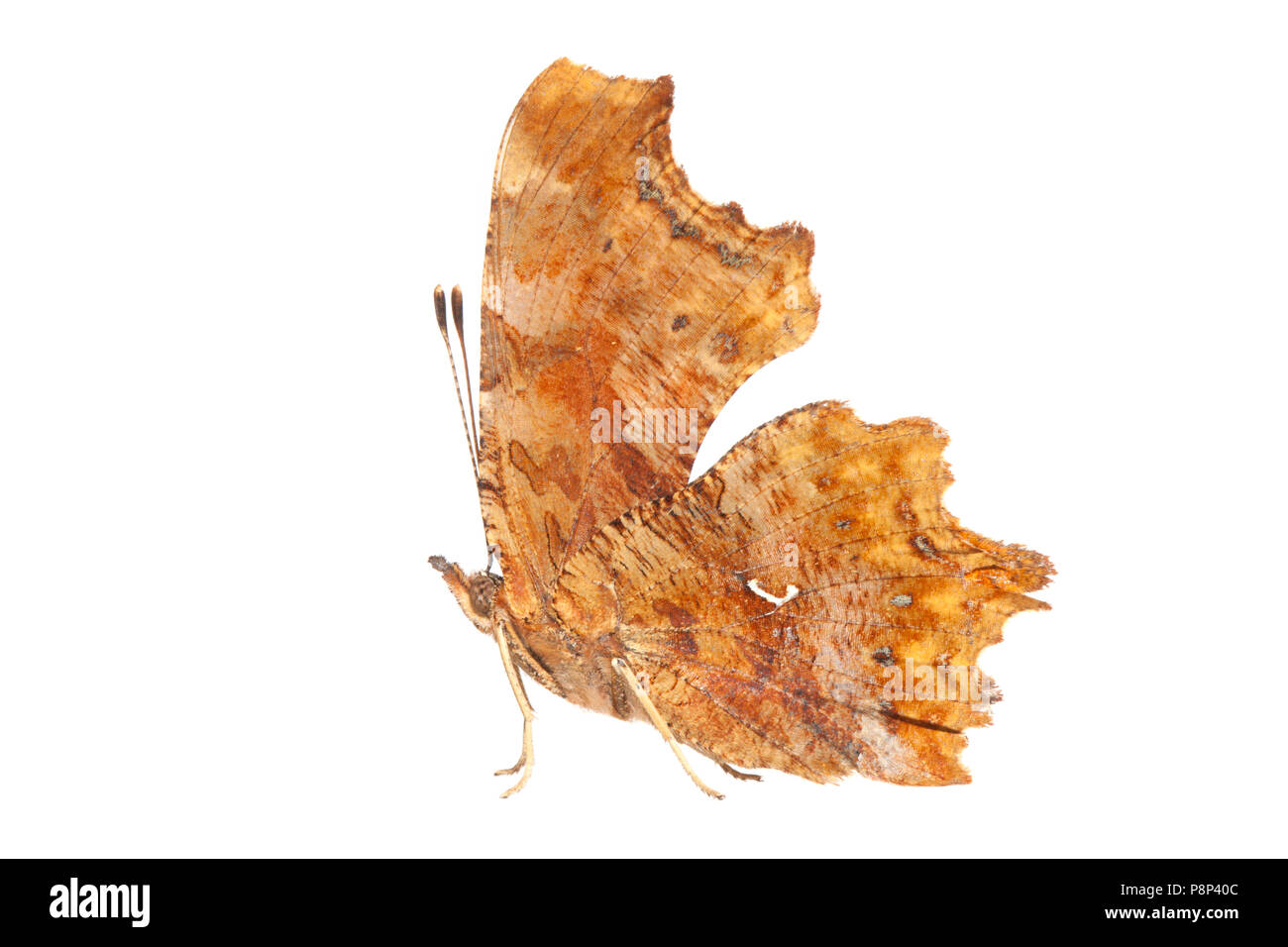 Comma Cut Out Stock Images & Pictures - Alamy