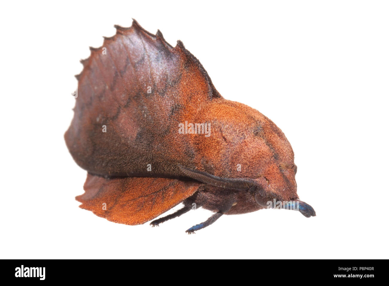 Lappet moth hi-res stock photography and images - Alamy