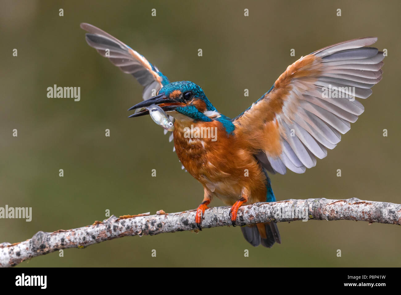 Common Kingfisher; Alcedo atthis Stock Photo - Alamy