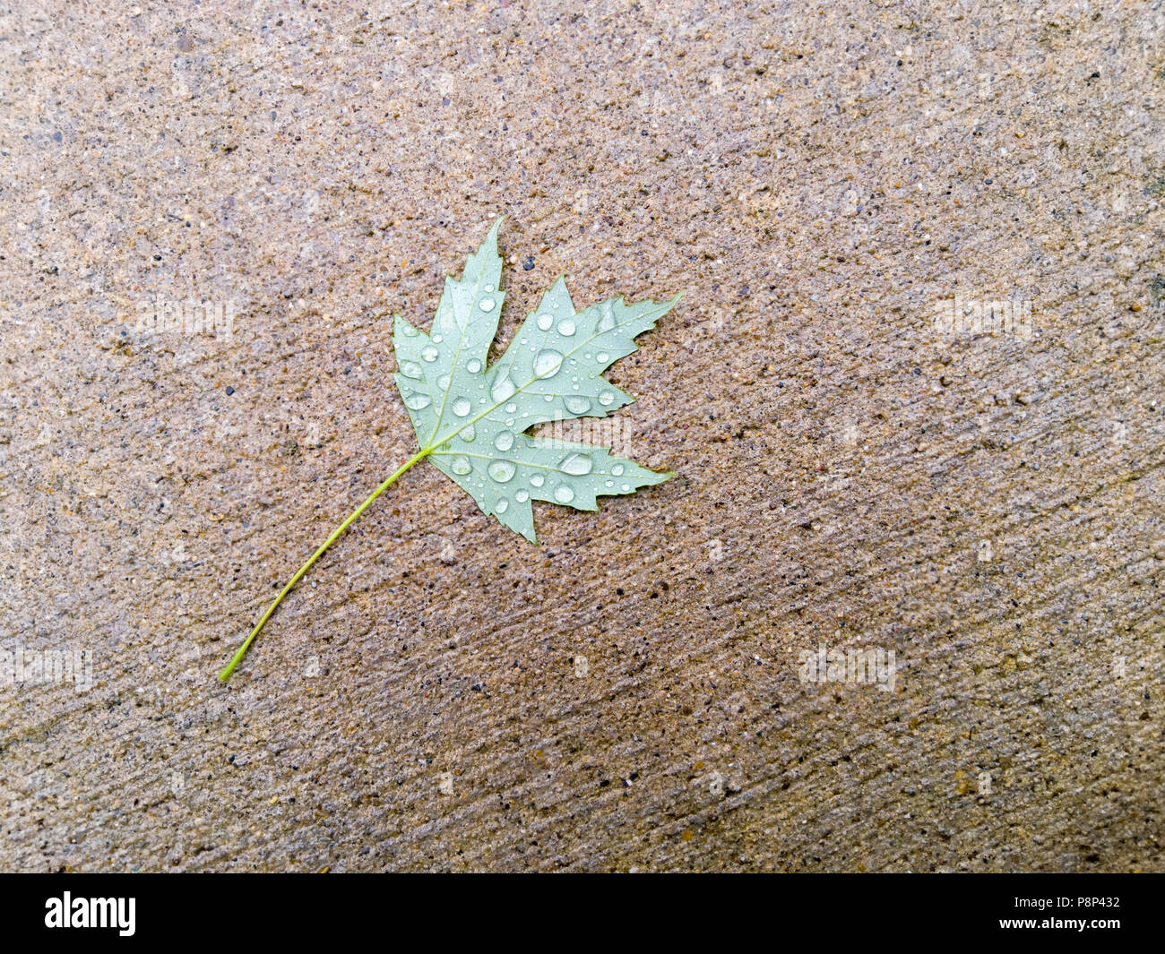 Single fallen green maple leaf wet with raindrops lying on rough ...