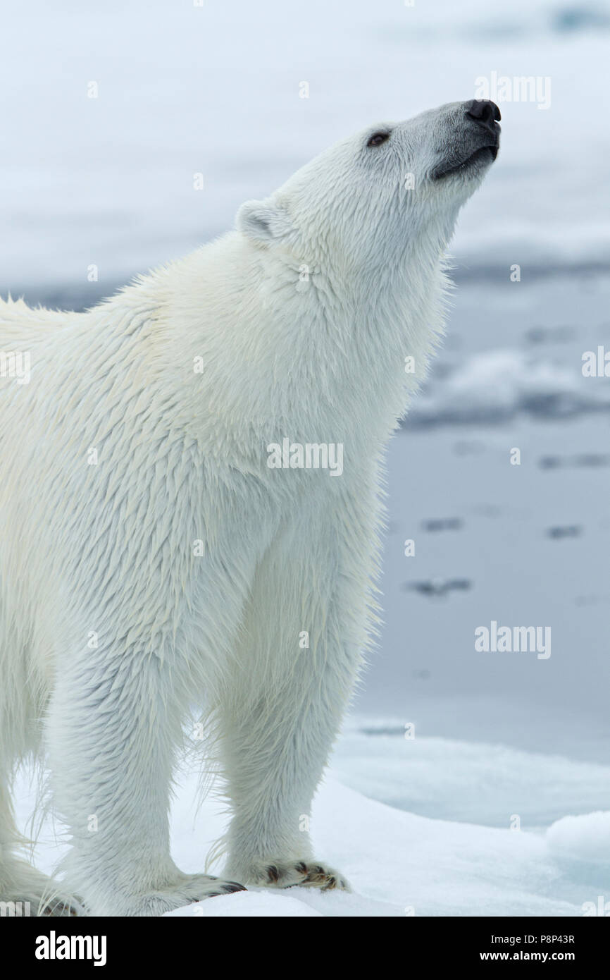 A close up image of a Polar Bear on the pack ice Stock Photo - Alamy