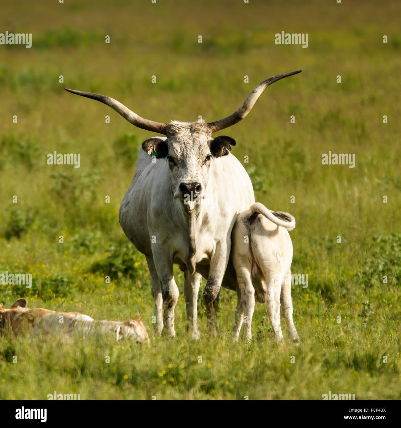 Calf horns hi-res stock photography and images - Alamy