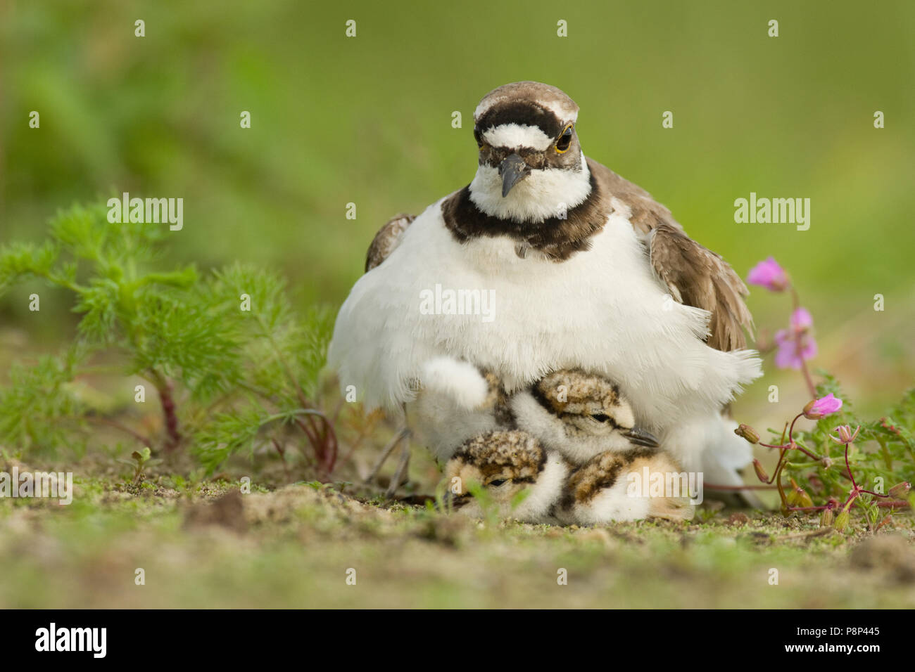 Avian hatchlings hi-res stock photography and images - Alamy