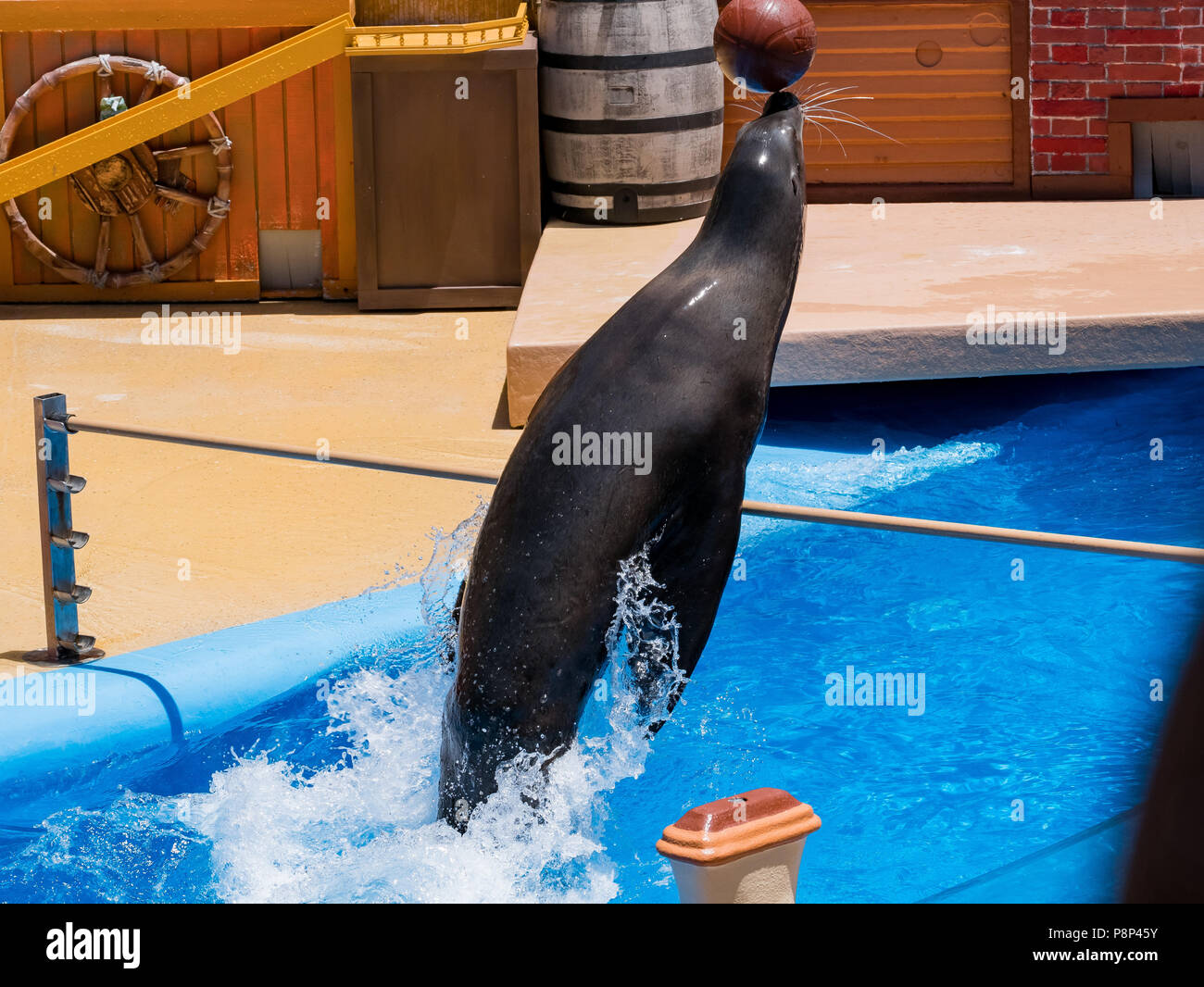 San Diego Jun 27 Sea Lion And Otter Stadium Show In The Famous