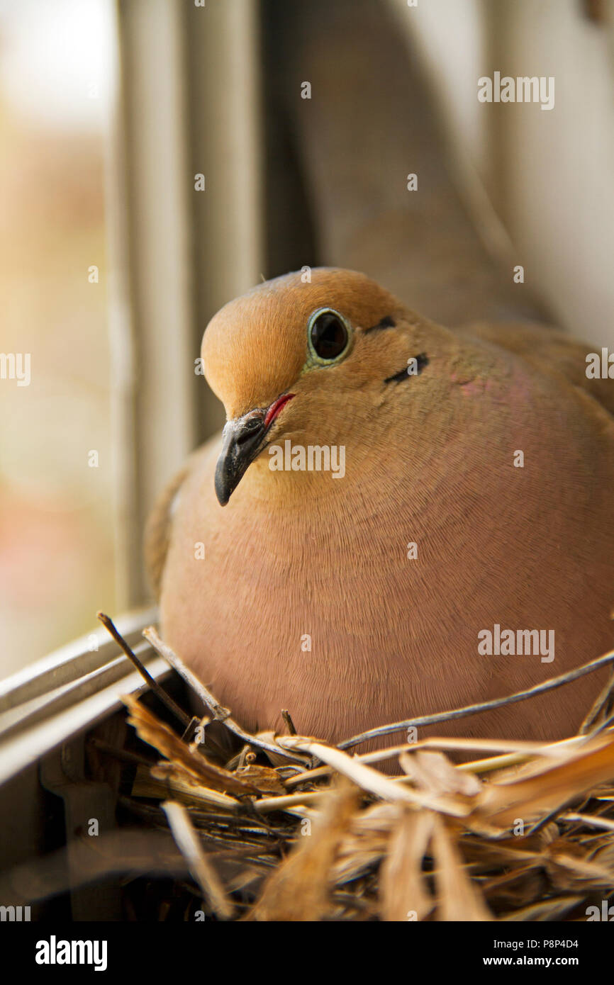 Mourning dove on nest hi-res stock photography and images - Alamy