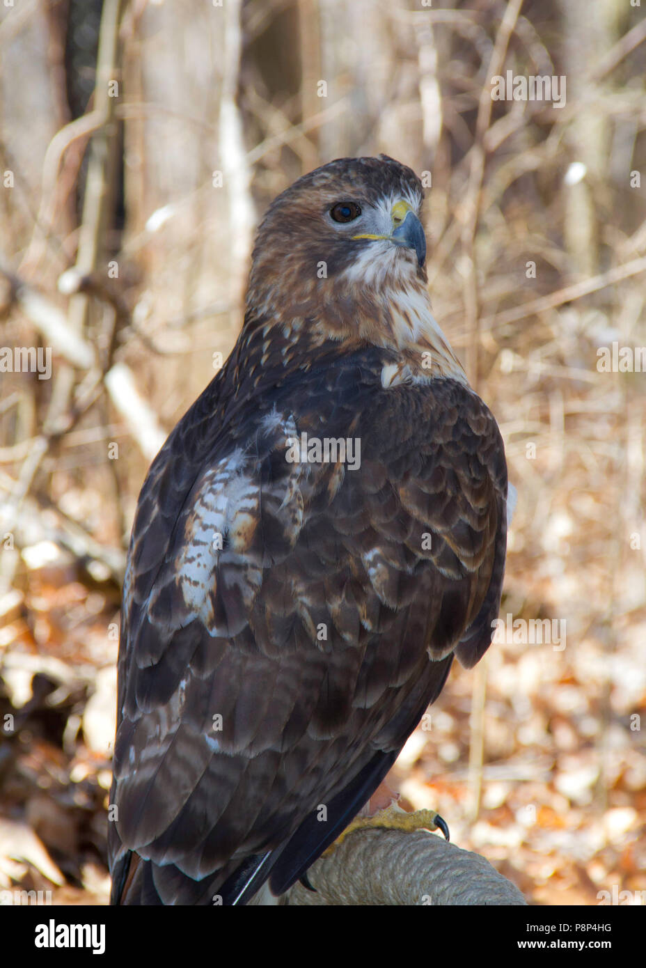 Red-tailed hawk on a log in the forest Stock Photo - Alamy
