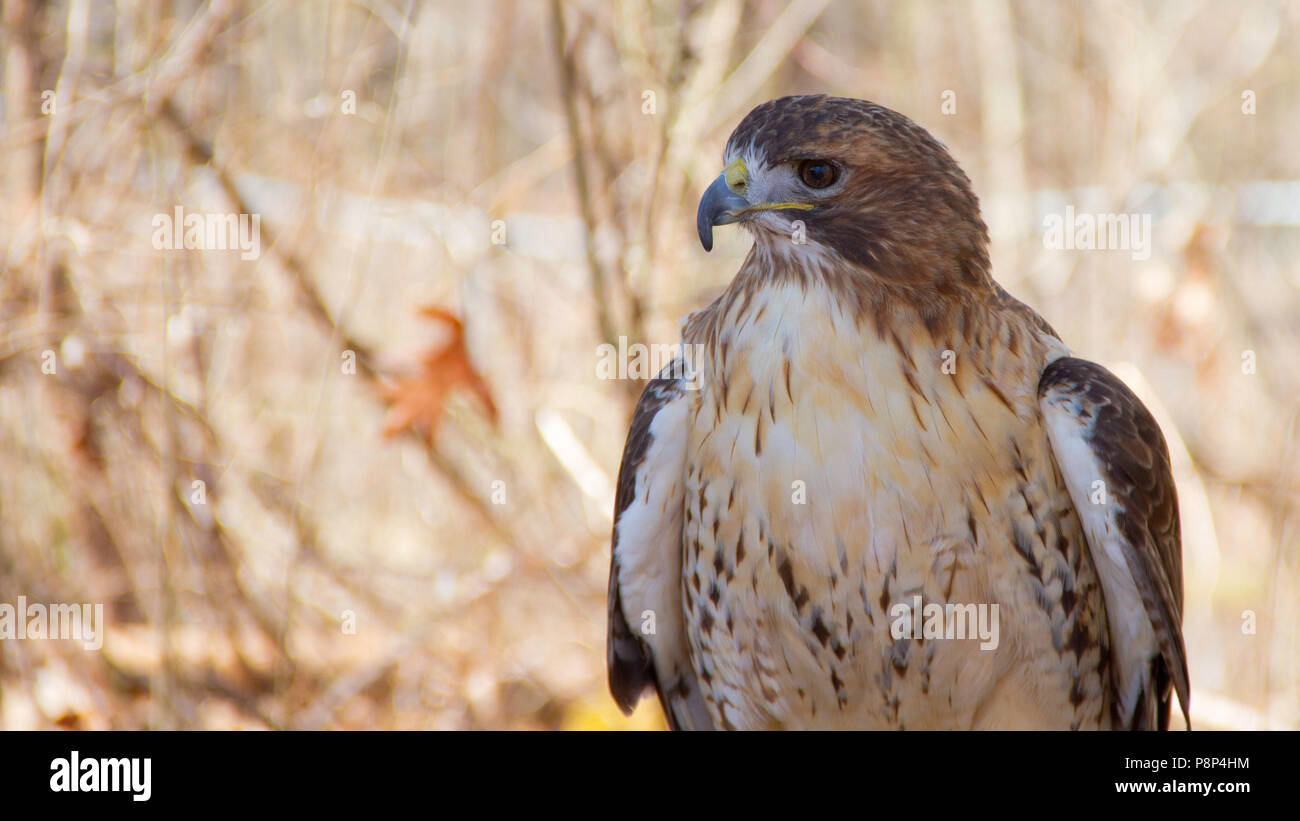 Red-tailed hawk in the forest with trees Stock Photo - Alamy