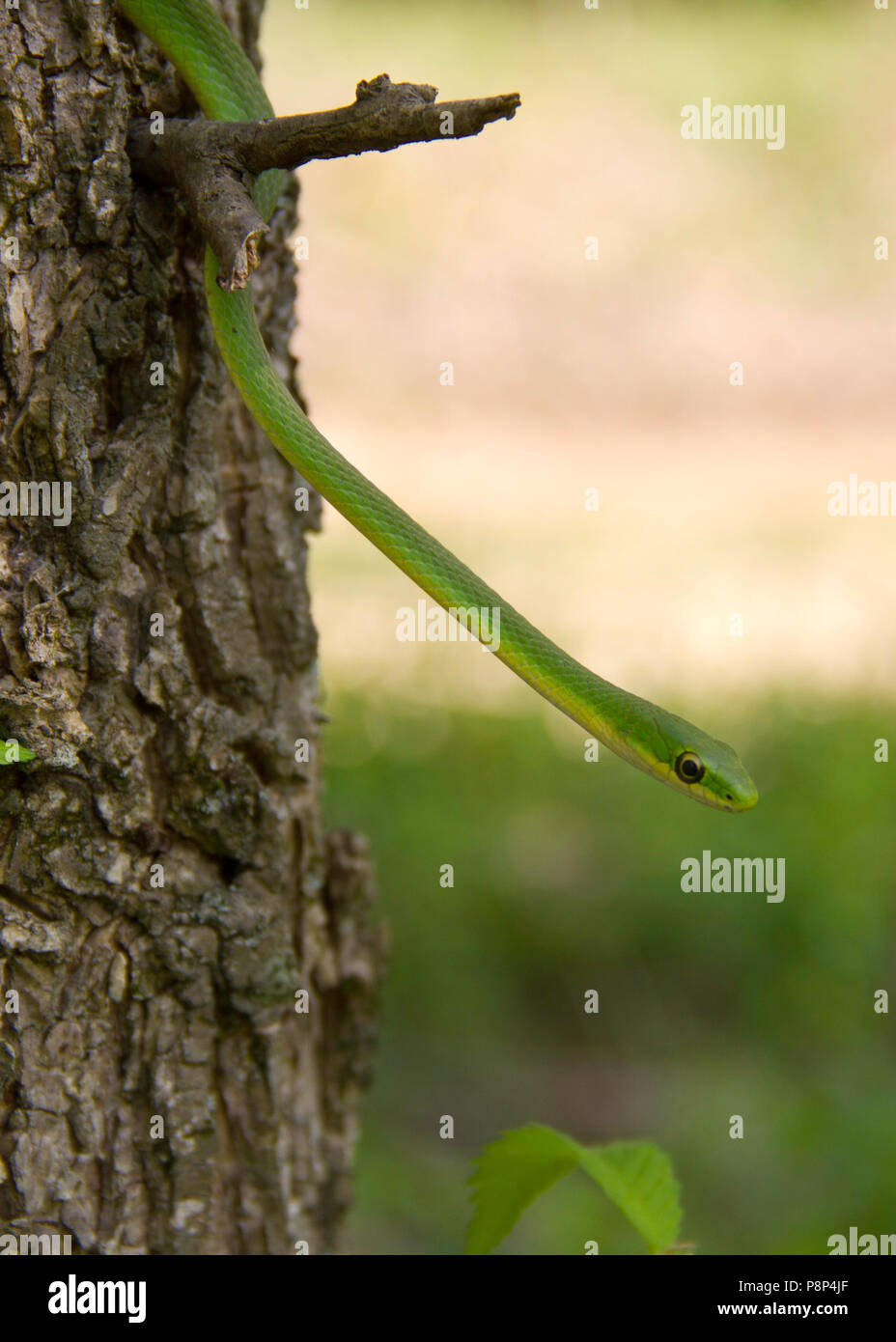 Slender green tree snake hi-res stock photography and images - Alamy