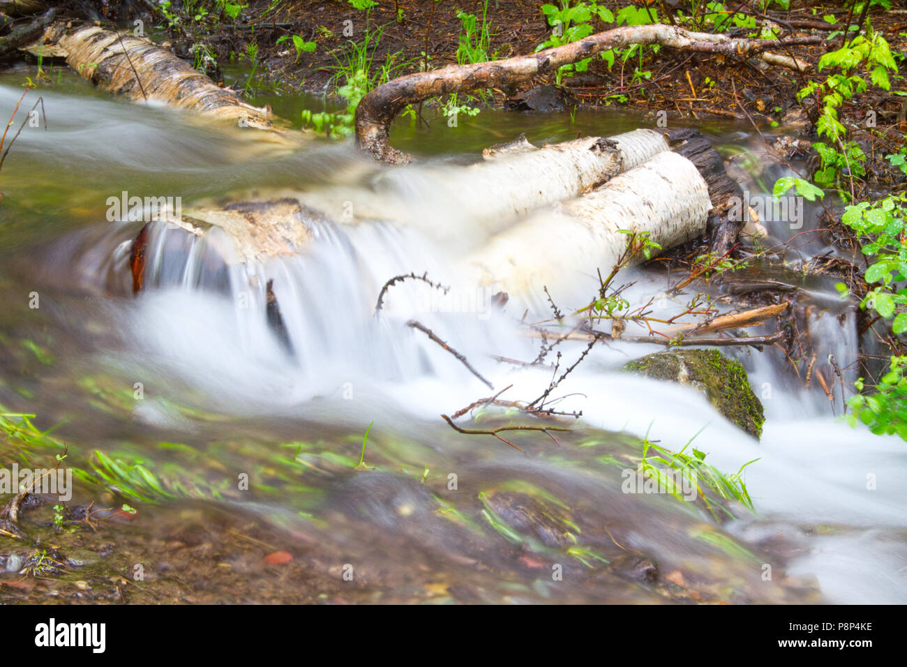 A mountain stream flowing over logs in Glacier National Park, Montana ...
