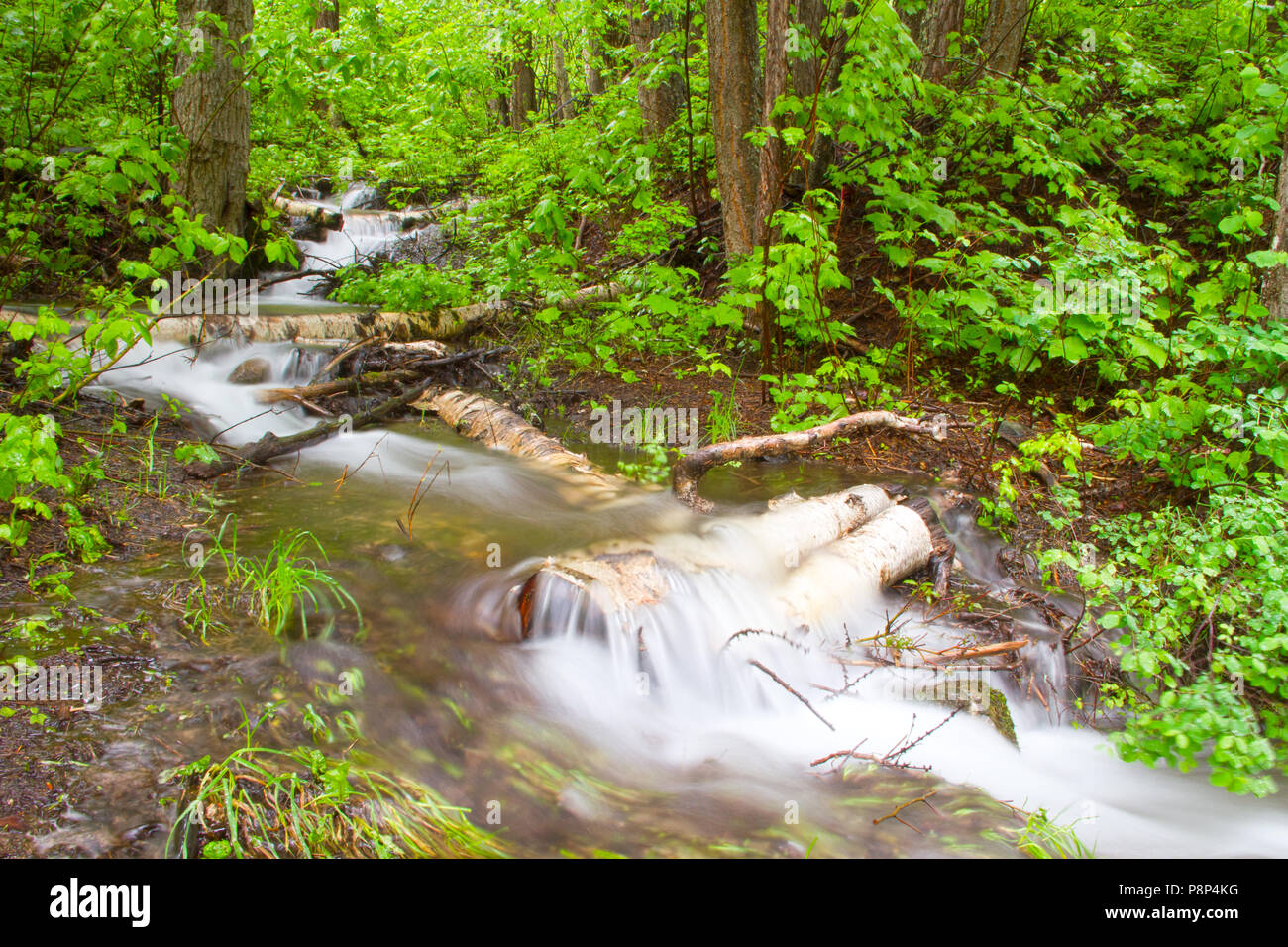 Small stream flowing over logs in forest, moving water in Glacier ...