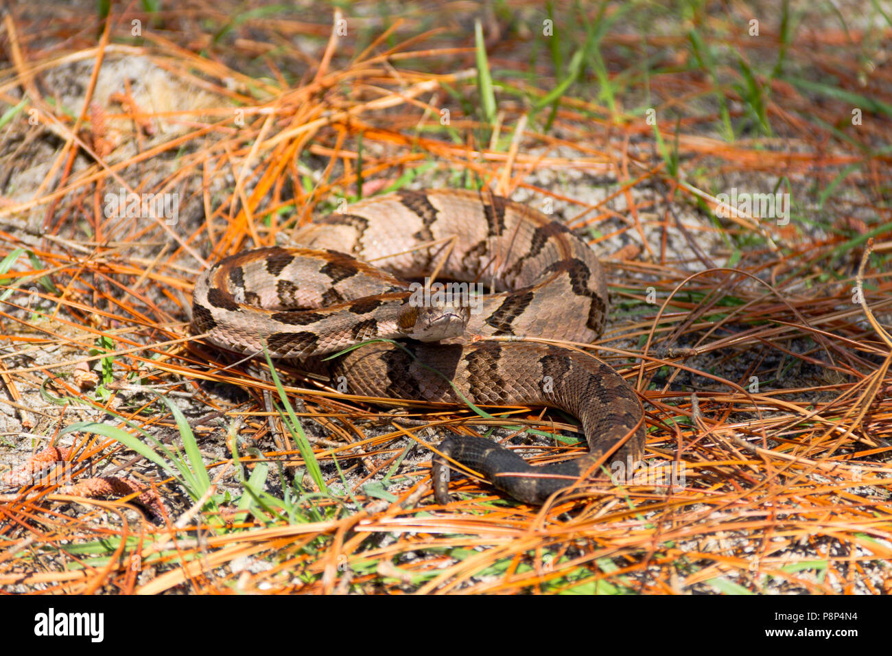 Timber rattlesnake (Crotalus horridus) poised to strike Stock Photo - Alamy