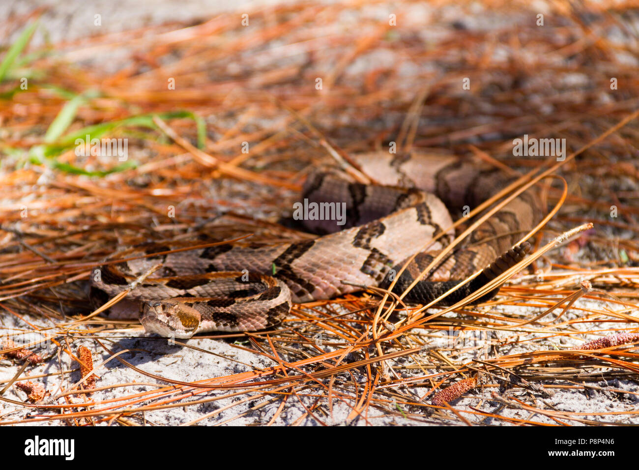 Timber Rattlesnake (Crotalus horridus) slithering along the ground ...