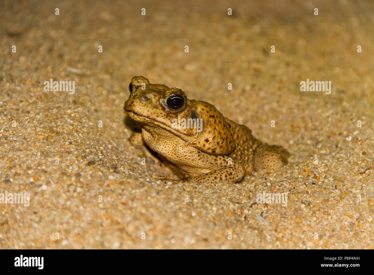 Burrowing toad hi-res stock photography and images - Alamy