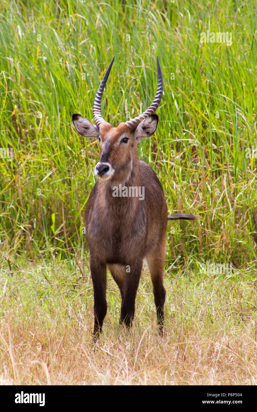 A majestic waterbuck antelope standing in front of grass and reeds ...