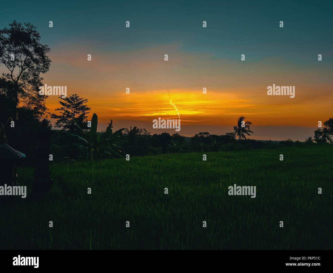 sunset in the rice field Stock Photo - Alamy